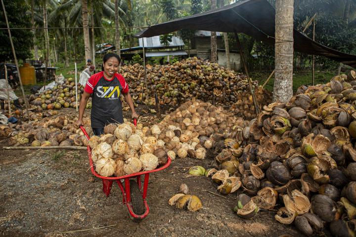 Economic Watch: Southeast Asian coconuts gain popularity in China ...